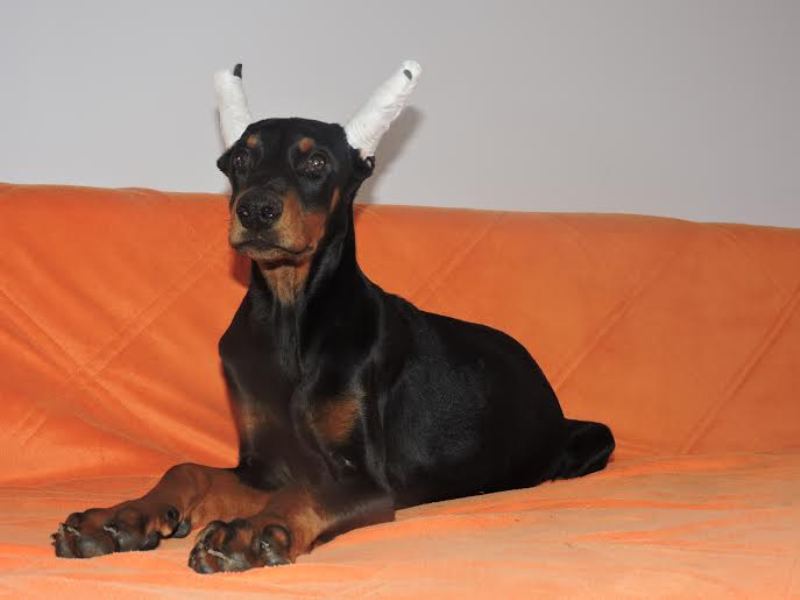 DOBERMAN