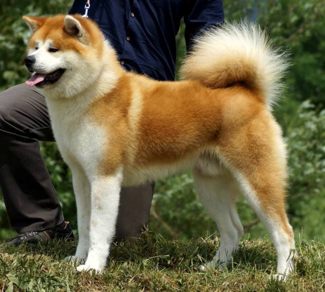 Akita Inu