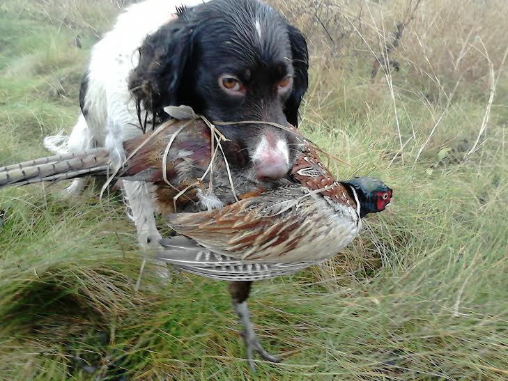 kuja Malog Minsterlenderskog ptičara