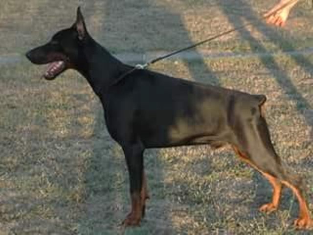 Doberman, prvobirano musko stene