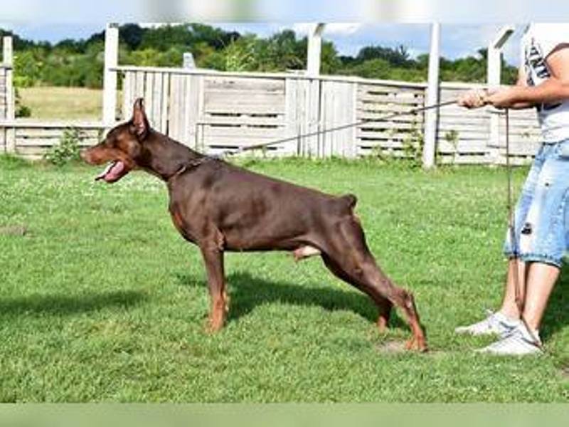 Doberman štenci