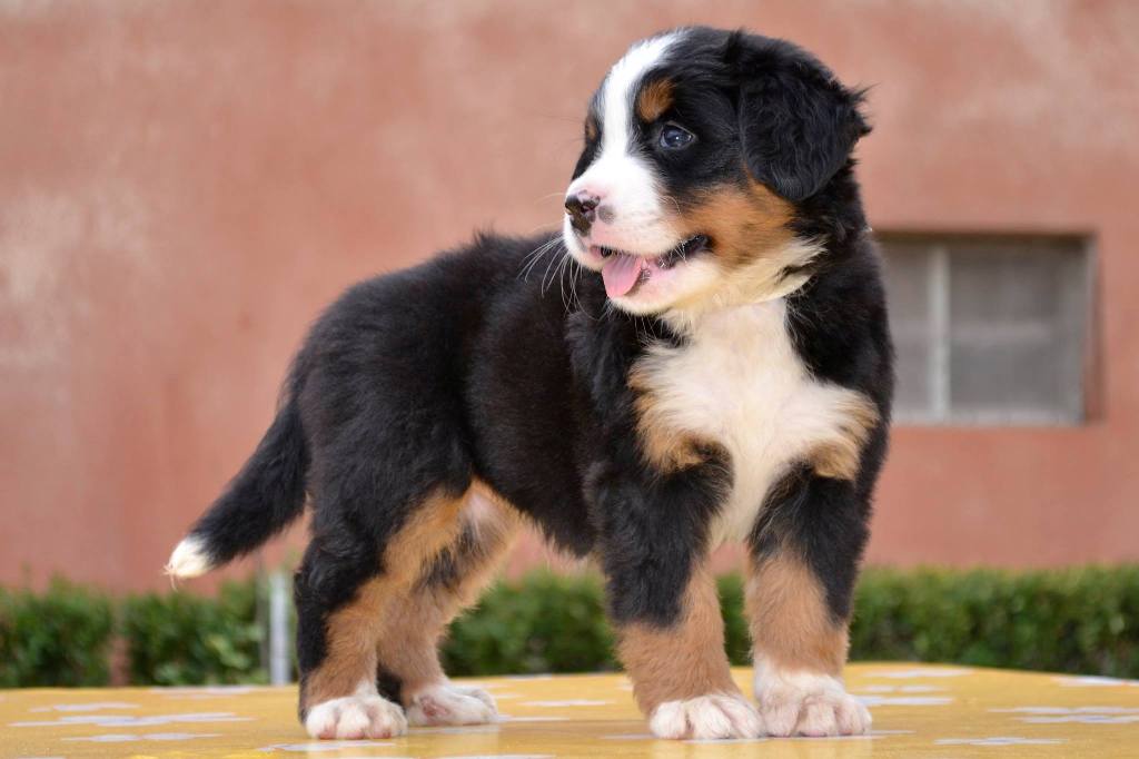 Bernski Planinski Pas,štenci šampionskog porekla