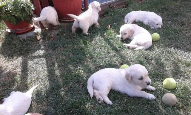 Zlatni retriver, štenci