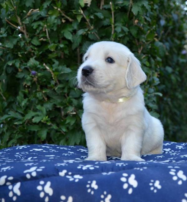 Zlatni retriever, štenci