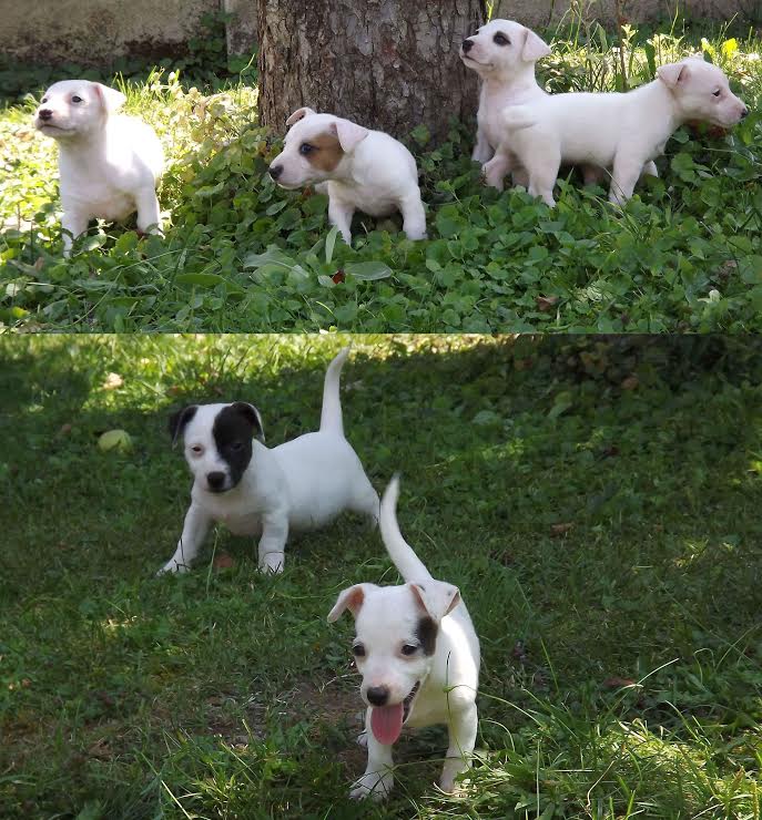 Jack Russell terrier štenci