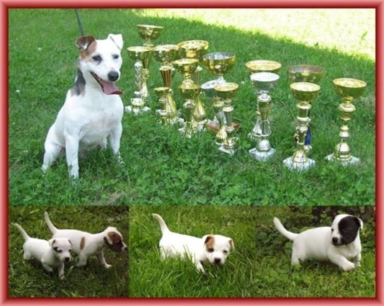 Jack Russell terrier štenci