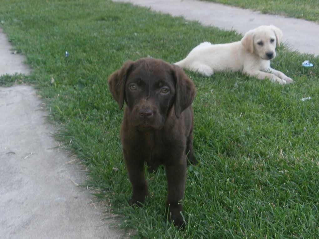 Labrador stenci,Vrhunskog porekla !!