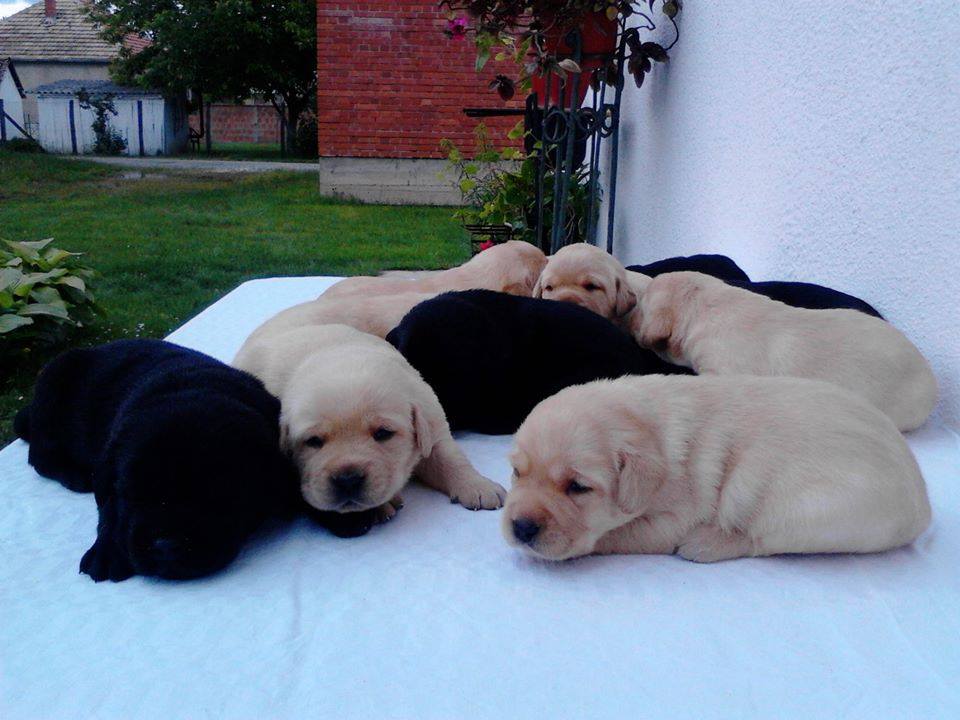 Labrador Retriver stenci izlozbenog potencijala