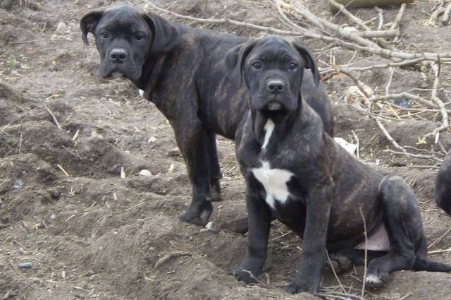 cane corso stenci