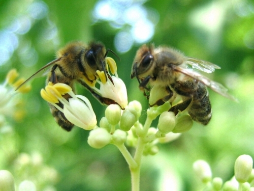 Evodija Korejski bagrem sadnice