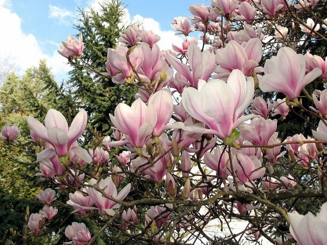 Magnolija aleksandrina