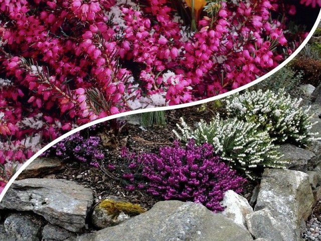 Erica carnea sadnice