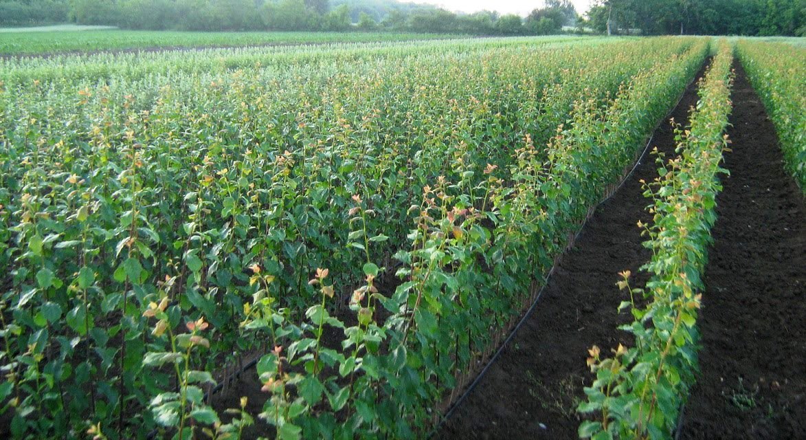 VOĆNE I LOZNE SADNICE I PAULOVNIJA