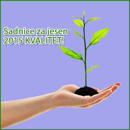 Sadnice za jesen 2015 KVALITET!
