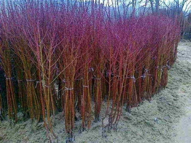 Prodaja vocnih sadnica - Rasadnik Nastic Dragan