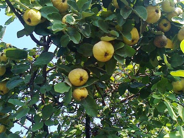 Sadnice voća za jesenju sadnju - REZERVACIJA