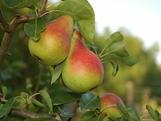 Kvalitetne sertifikovane vocne sadnice iz Rasadnika Antic