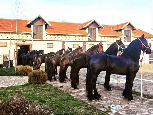 Frizijski konji prodaja