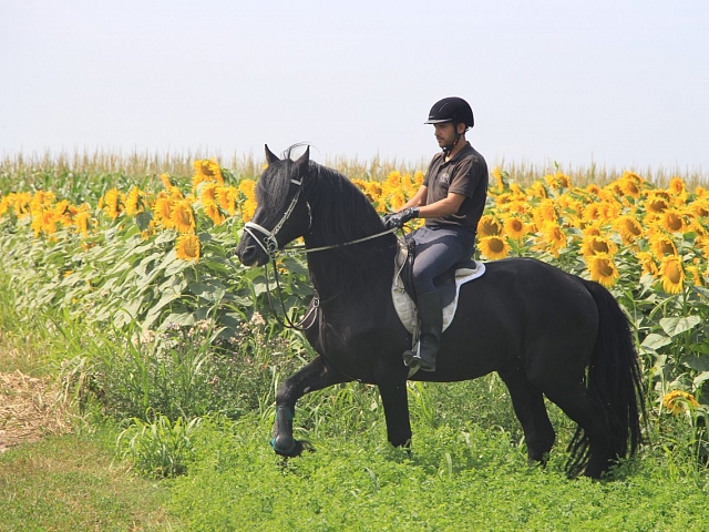 Prodaja Frizijskih konja