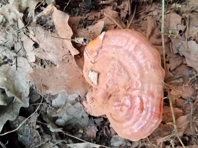 Ganoderma lucidum Reishi gljiva, Hrastova Sjajnica