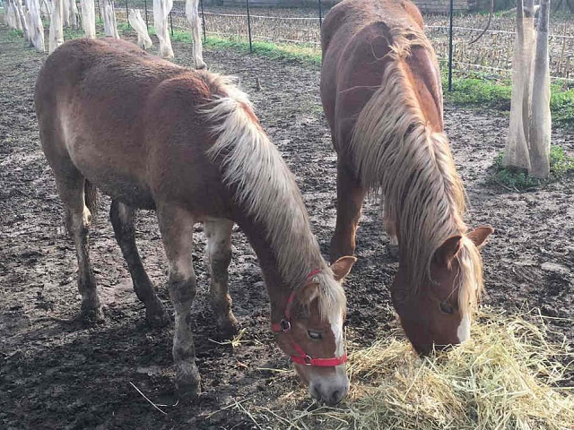 prodajem ždrebe HAFLINGER