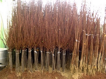 Voćne sadnice za jesenju sadnju sa garancijom prijema