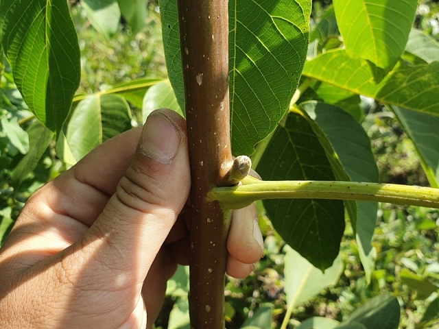 Sadnice kalemljenog oraha sa garancijom na prijem i tacnost sorti