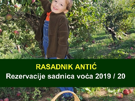Sadnice voća - hit jesenja cena za 2019