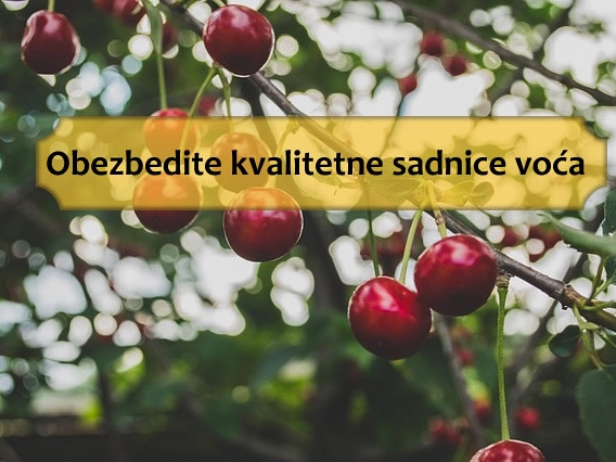 Iz prve ruke! Jesenja sadnja sadnice voća Kruševac