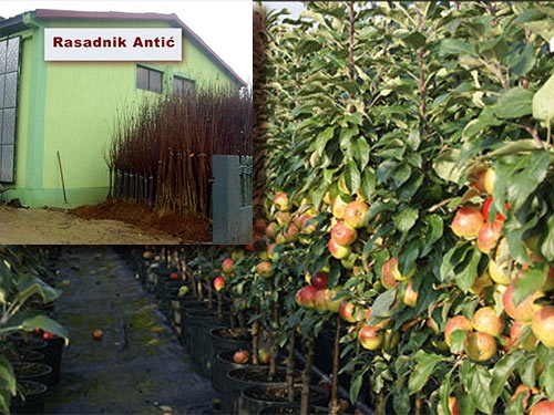 Obezbedite najbolje sorte sadnica voća