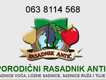 Rasad vocnih sadnica