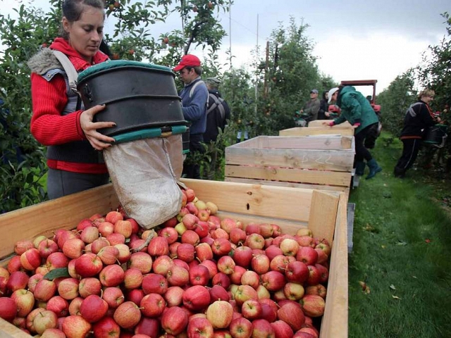 Posao sa vocem, Slovacka.