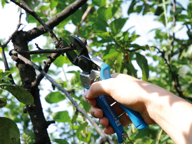 Profesionalno orezivanje i zaštita vinove loze, voća i ruža, obaranje debelih stabala