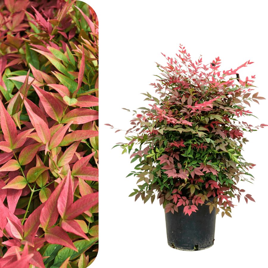 Nandina domestica - Nebeski bambus 140cm