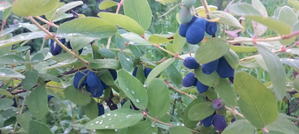 Kamčatka (Lonicera caerulea, Sibirska borovnica)