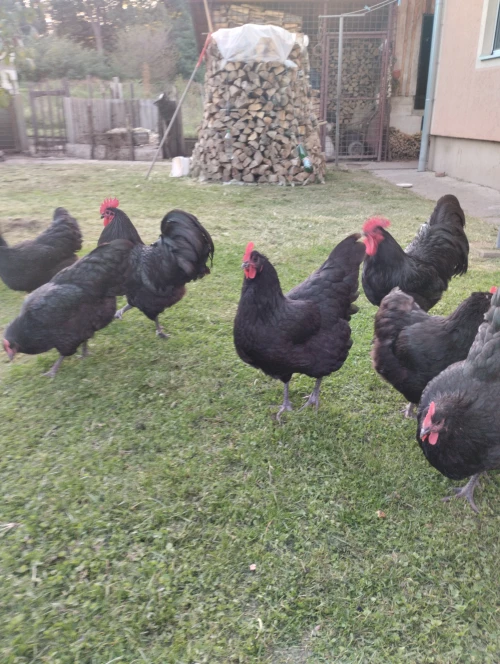Australorp kokoske
