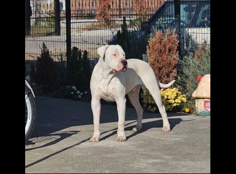 Dogo Argentino,mužijak slobodan za parenje