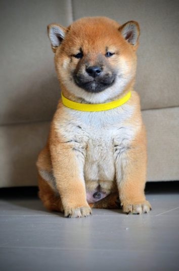 Shiba Inu štenci Srbija