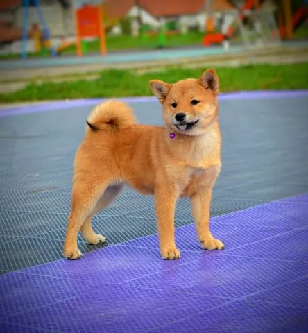 Šiba Inu štenci - Shiba Inu