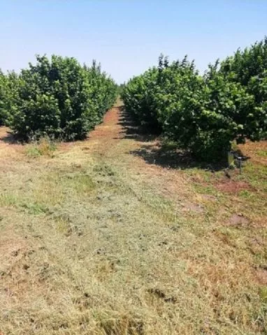 Prodajem zasad lesnika Subotica-Backi Vinogradi