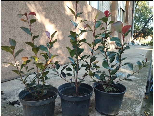 Photinia Little Red Robin