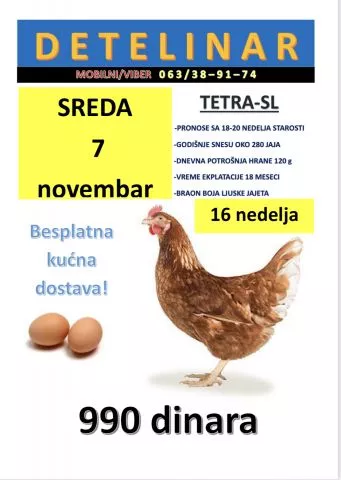 Mlade koke nosilje pred pronos TETRA-SL