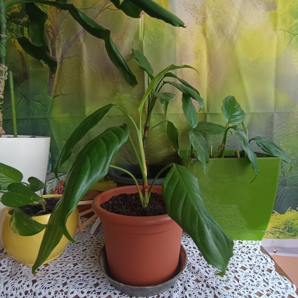 Aglaonema modestum, biljka koja cveta slično kao spatifilum, nije