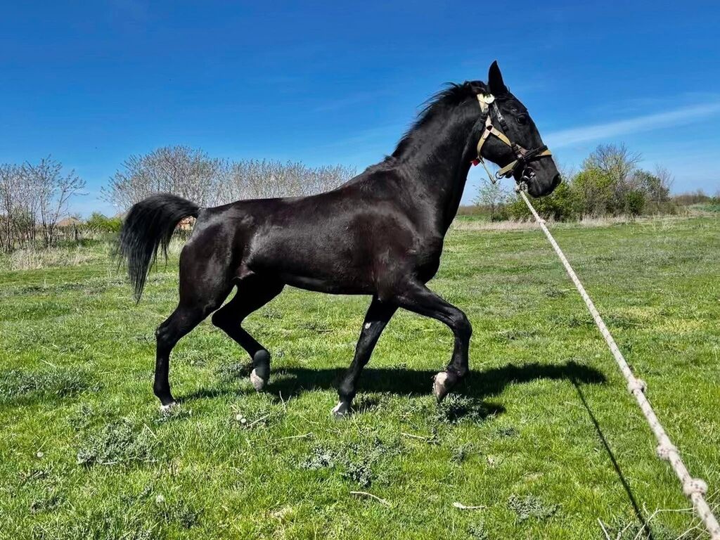 Na prodaju: crni konj, atletske građe i pravilnih nogu. - Tip