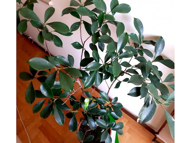 Ficus ginseng (microscarpa), 100 cm u ukrasnoj saksiji