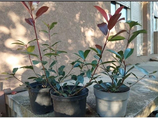 Razgranata Photinia Red robin