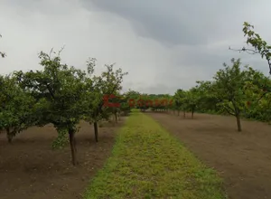 Prodaja Ostale nekretnine - Subotica