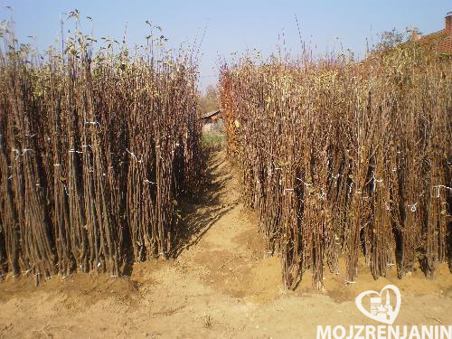 RASADNIK NASTIC SAŠE prodaja voćnih sadnica