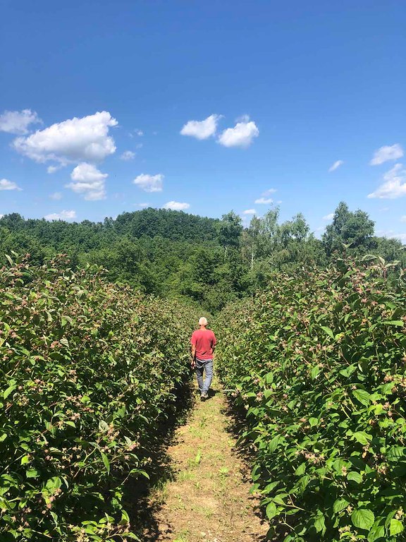 Sadnice maline stari vilamet, glen ample, crni vilamet.