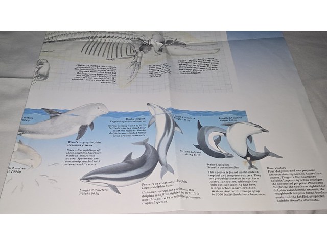 Australia`s dolphins , poster